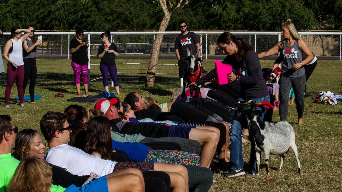 The Home of Arizona Goat Yoga • John Volken Academy Ranch
